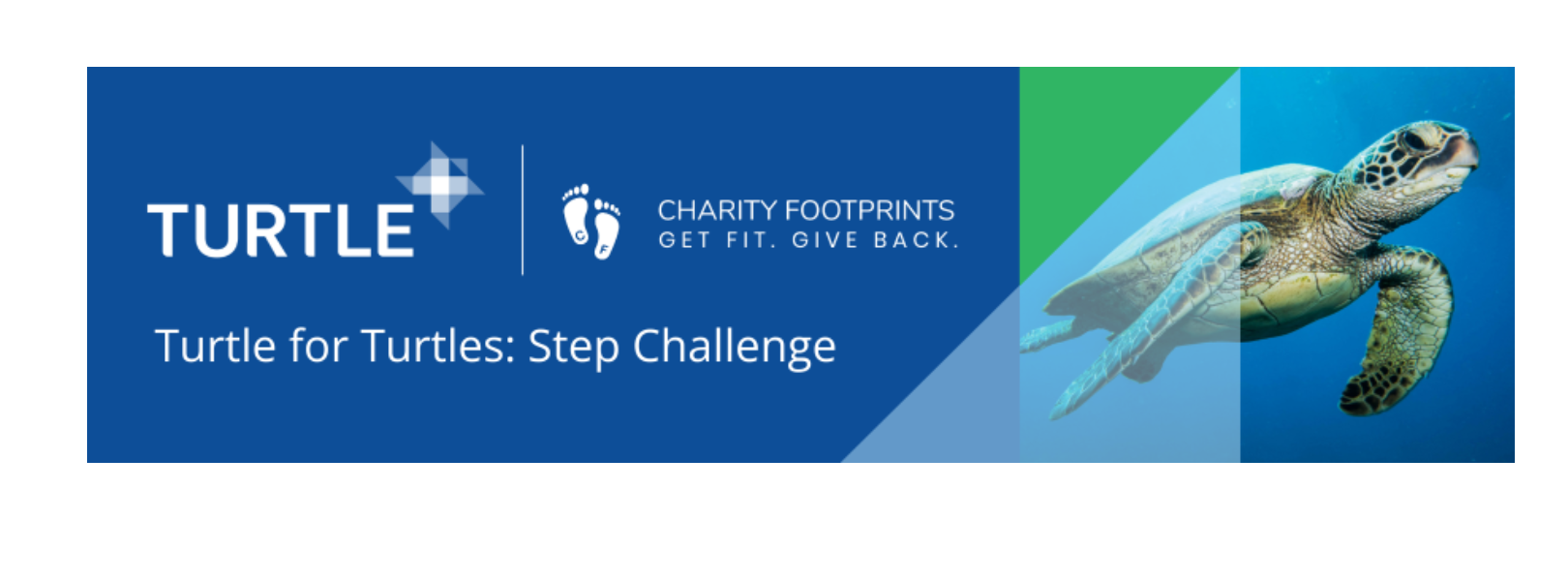 Leaderboard | Turtle for Turtles