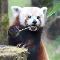 Carson's Fundraiser | Charity Footprints